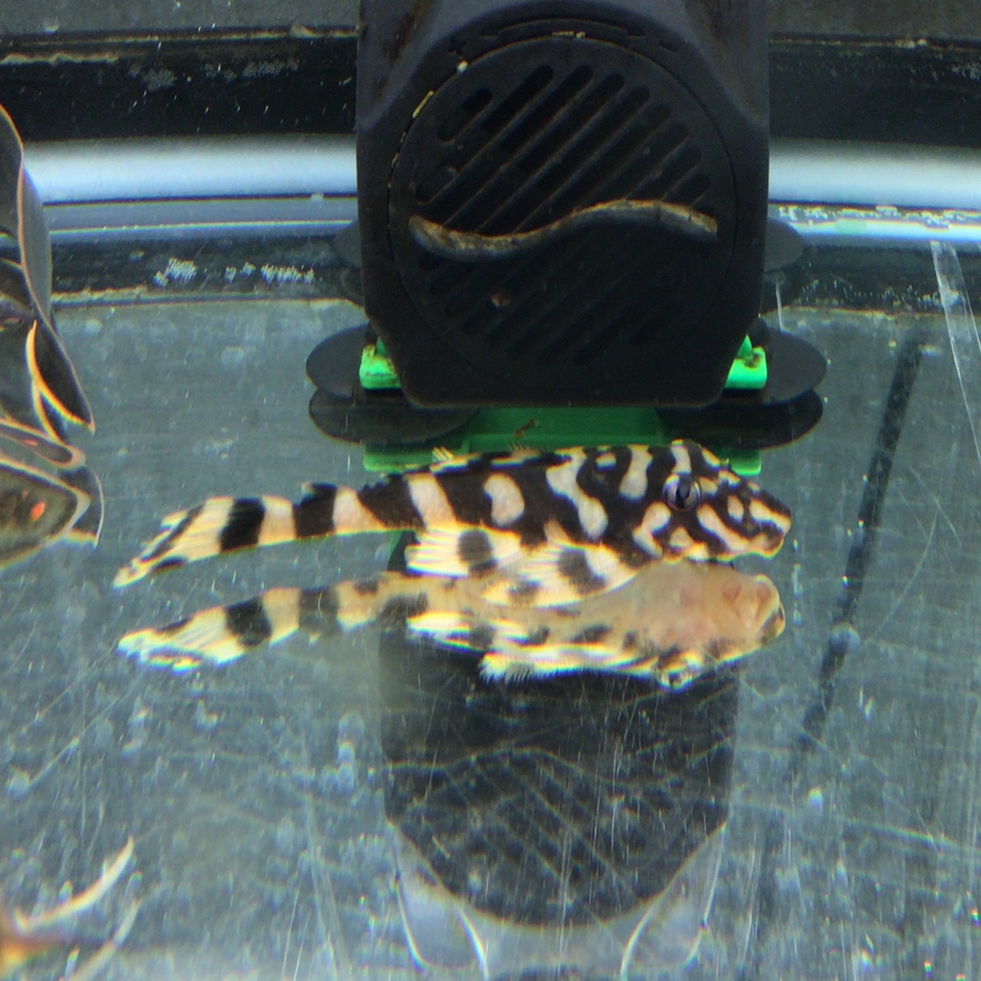 Butterfly Plecostomus